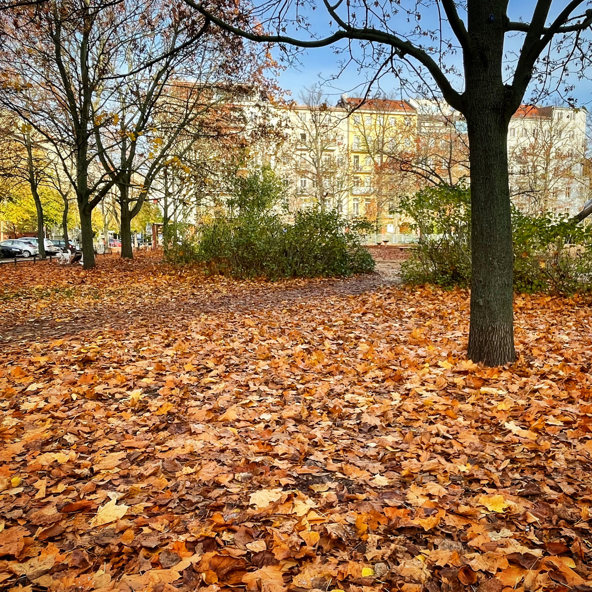 Autumn at Arkonaplatz, Berlin Mitte - nuBerlin