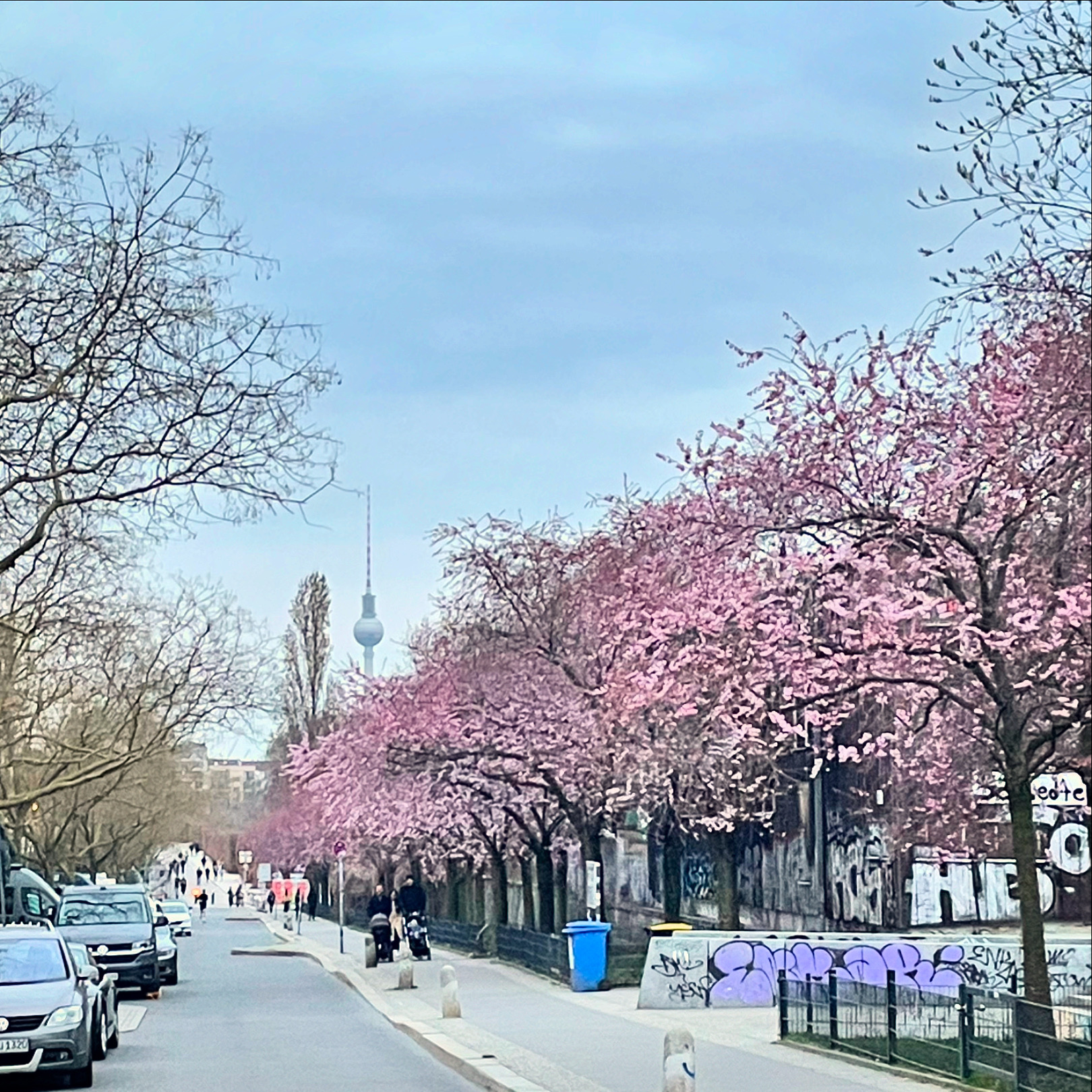 Cherry Blossom in Schwedter Strasse - nuBerlin